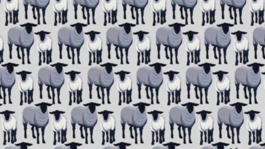 Optická iluze: kde se na obrázku schoval vlk v ovčí kůži - Zivot