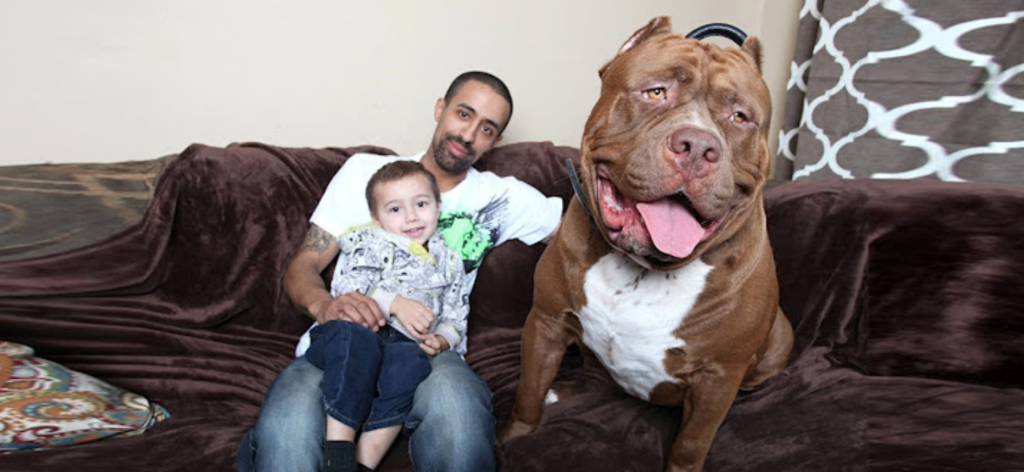 Tento obrovský pes jménem Hulk je jedním z největších pitbulů na světě ...