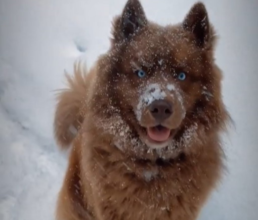 Husky ze se stal hvězdou sociálních sítí. A to vše díky neobvyklé barvě ...