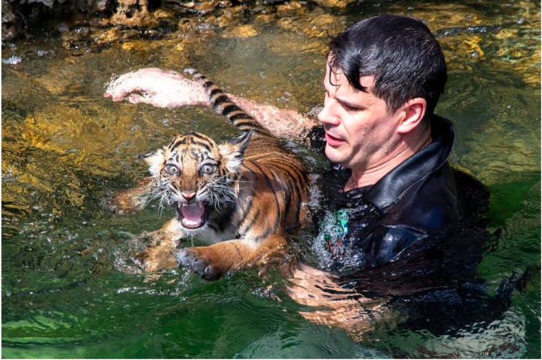3měsíční mládě tygra úspěšně prošlo lekci plavání v jedné ze Zoo - Zivot