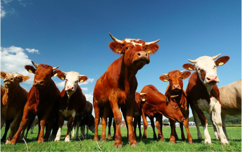 Stádo krav pomohlo policii zadržet zločince: Jak je to možné - Zivot