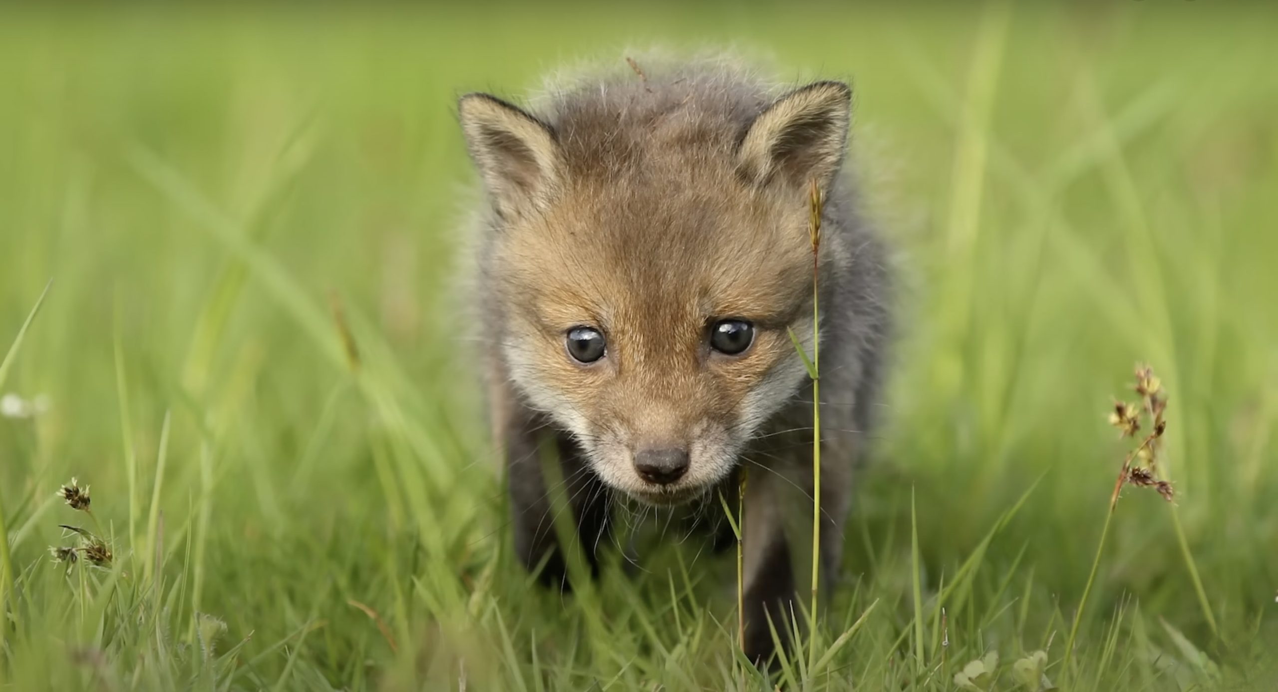 Liška si spletla psa s matkou a následovala ho: Lidé museli mládě ...